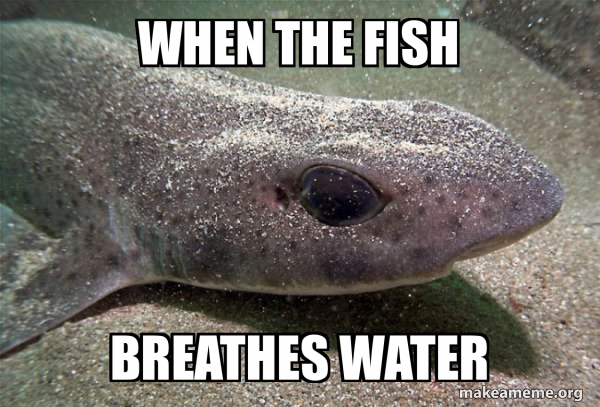 when the fish breathes water - Dirty Joke Dogfish Meme Generator