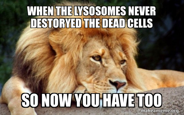 when the lysosomes never destoryed the dead cells so now you have too ...