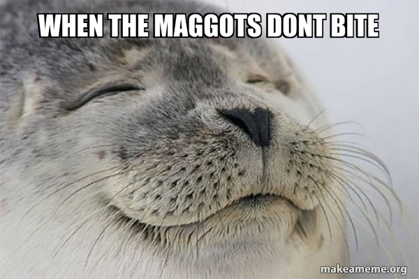 When the maggots dont bite - Satisfied Seal Meme Generator