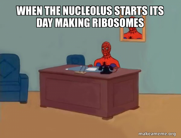 When the nucleolus starts its day making ribosomes - Spiderman Meme ...