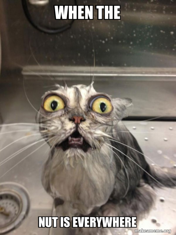 when the nut is everywhere - Cat bath Meme Generator