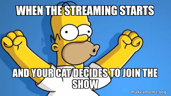 When the streaming starts And your cat decides to join the show - Happy ...