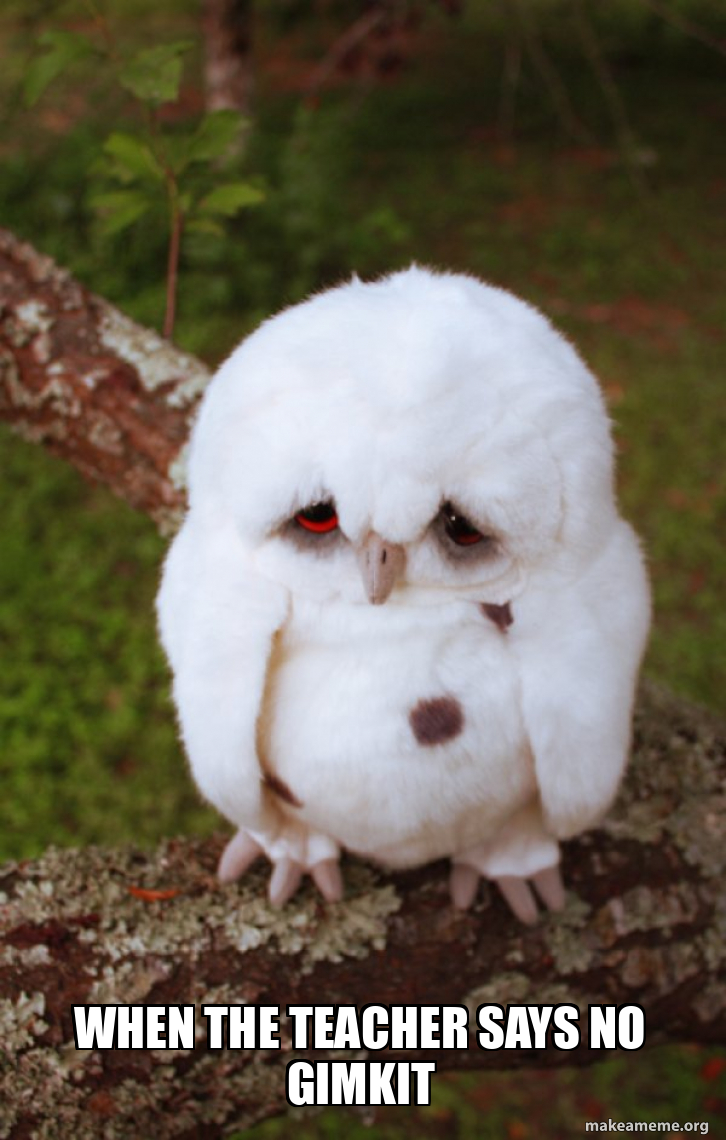 When the teacher says No Gimkit - Sad Owl Meme Generator