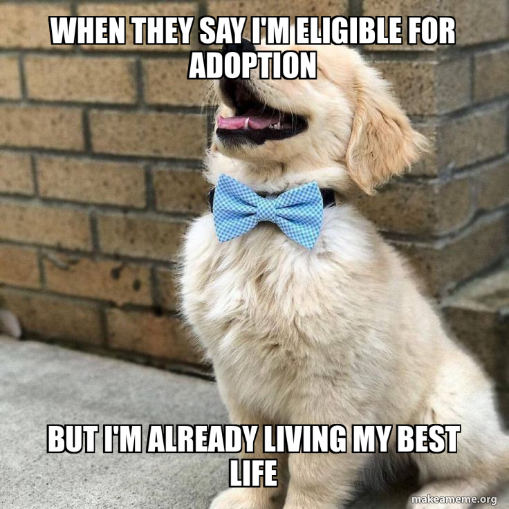 When they say I'm eligible for adoption But I'm already living my best ...