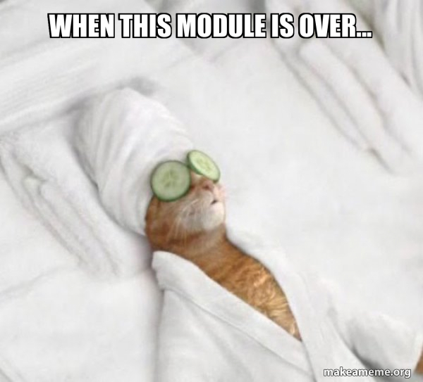 when this module is over... - Pampered Cat Meme Meme Generator