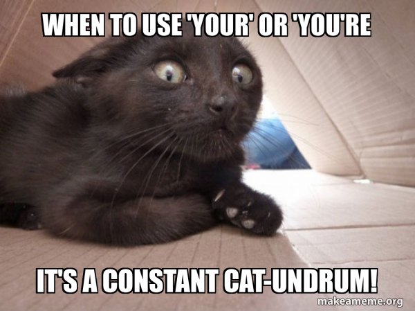 When to use 'your' or 'you're It's a constant cat-undrum! - Schitzo Cat ...