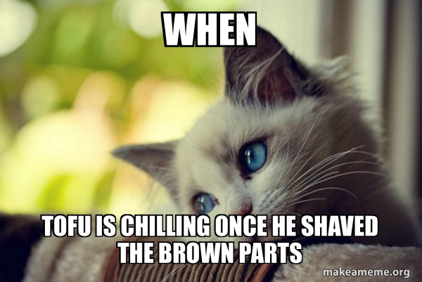 When Tofu is chilling once he shaved the brown parts - First World Cat ...