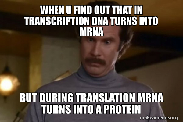 when u find out that in transcription DNA turns into mRNA but during ...