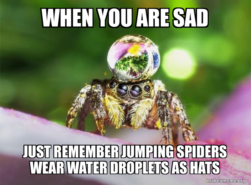 When you are sad Just remember jumping spiders wear water droplets as ...