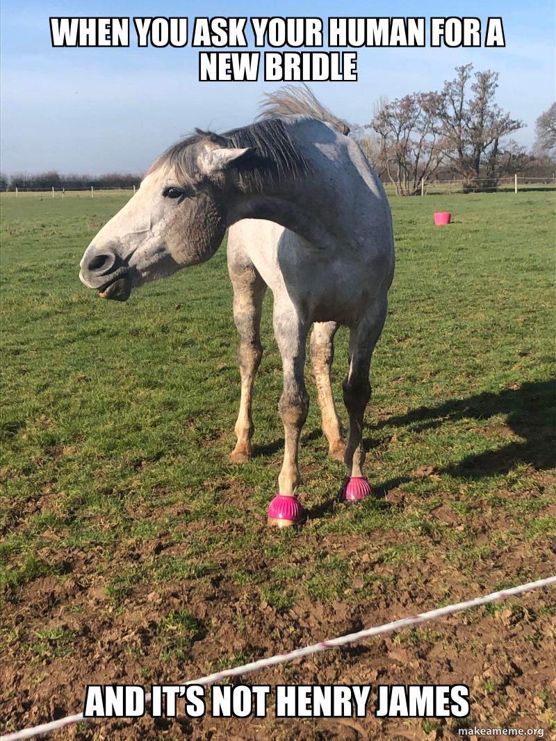 When you ask your human for a new bridle And it’s not henry james Meme ...
