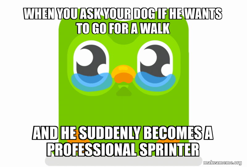 When you ask your dog if he wants to go for a walk And he suddenly ...