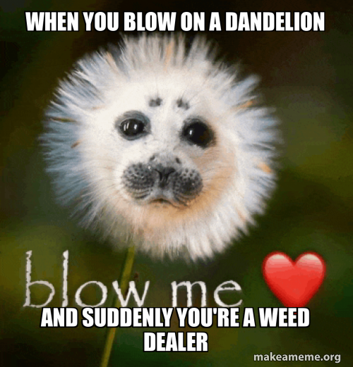 When you blow on a dandelion And suddenly you're a weed dealer Meme ...