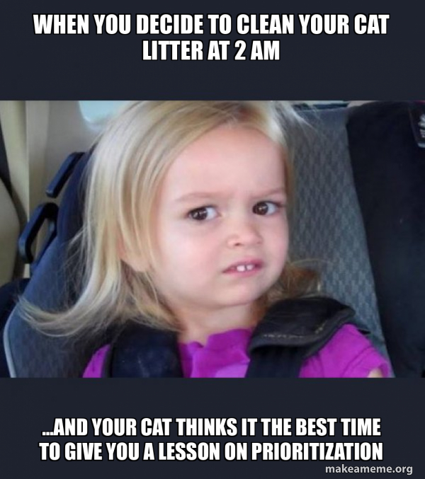 when you decide to clean your cat litter at 2 am ...and your cat thinks ...