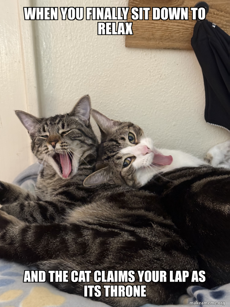 When you finally sit down to relax And the cat claims your lap as its ...