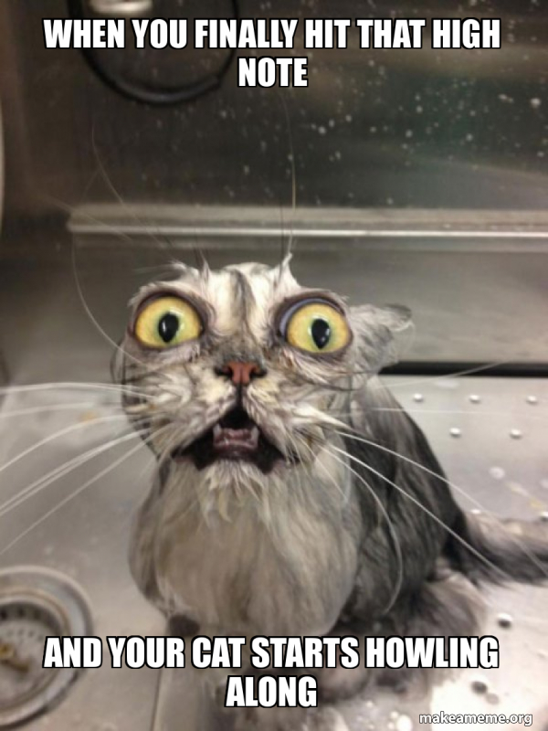 When you finally hit that high note And your cat starts howling along ...