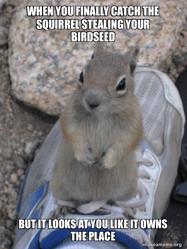 When you finally catch the squirrel stealing your birdseed But it looks ...