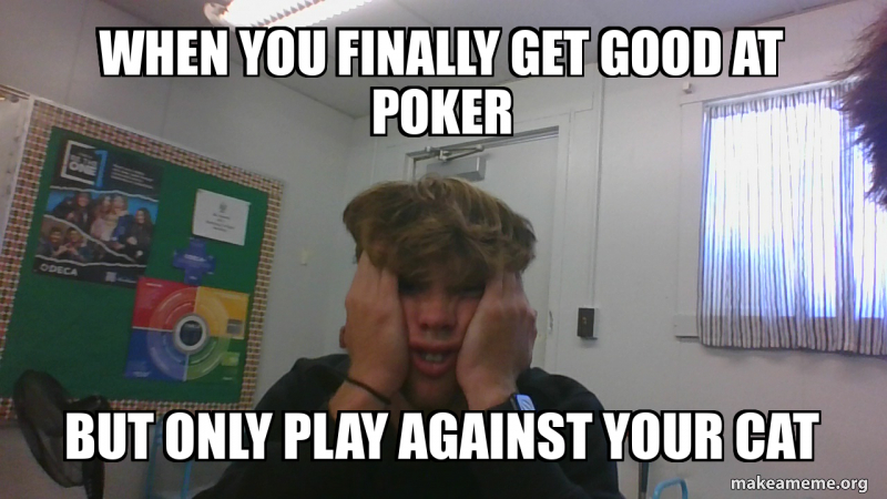 When you finally get good at poker But only play against your cat Meme ...