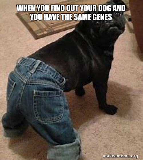 When you find out your dog and you have the same genes Meme Generator