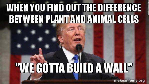 Animal Cell Memes Dogs Running On Empty Brain Cells 🤣🐶 NEW Funny