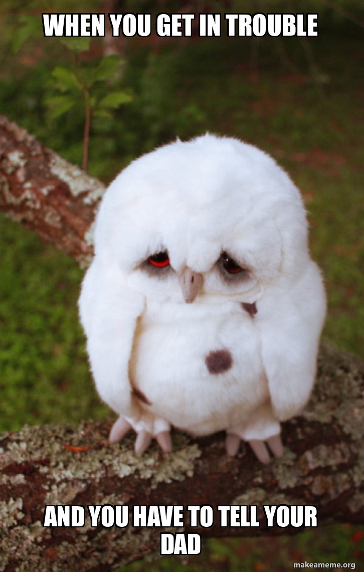 When you get in trouble And you have to tell your dad - Sad Owl Meme ...