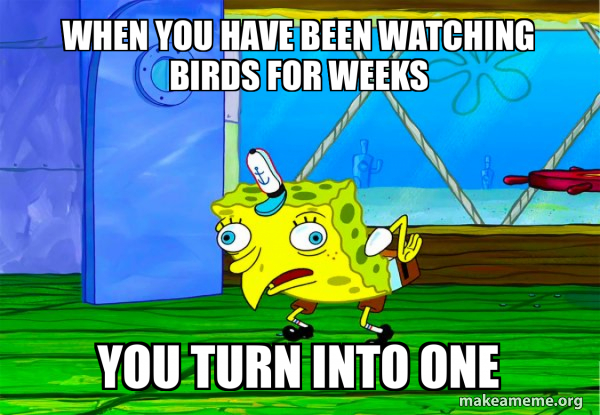 when you have been watching birds for weeks you turn into one - Mocking ...