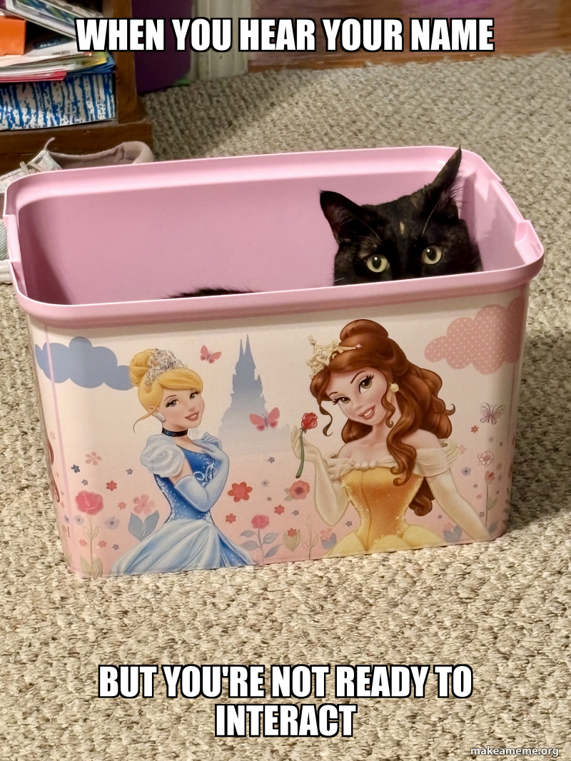 When you hear your name But you're not ready to interact - Cat in box ...