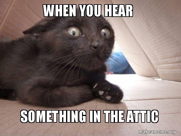 when you hear something in the attic - Schitzo Cat Meme Generator
