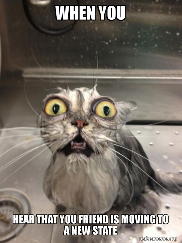 when you hear that you friend is moving to a new state - Cat bath Meme ...