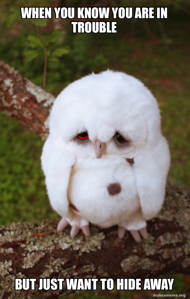 When you know you are in trouble But just want to hide away - Sad Owl ...