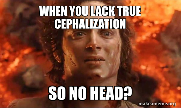 when you lack true cephalization so no head? - Frodo it's over it's ...