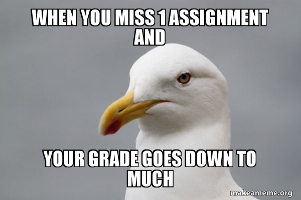 When You Miss 1 Assignment And Your Grade Goes Down To Much Stuff That Didnt Happen Seagull