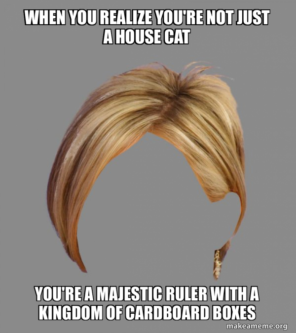 When you realize you're not just a house cat You're a majestic ruler ...