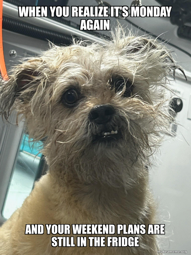 When you realize it's Monday again And your weekend plans are still in ...