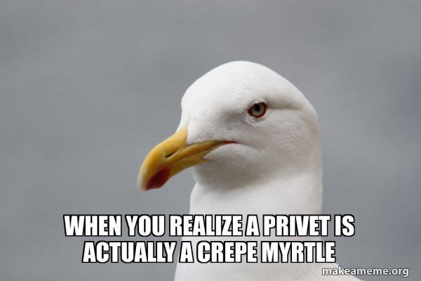 When you realize a privet is actually a crepe myrtle - Stuff That Didn ...