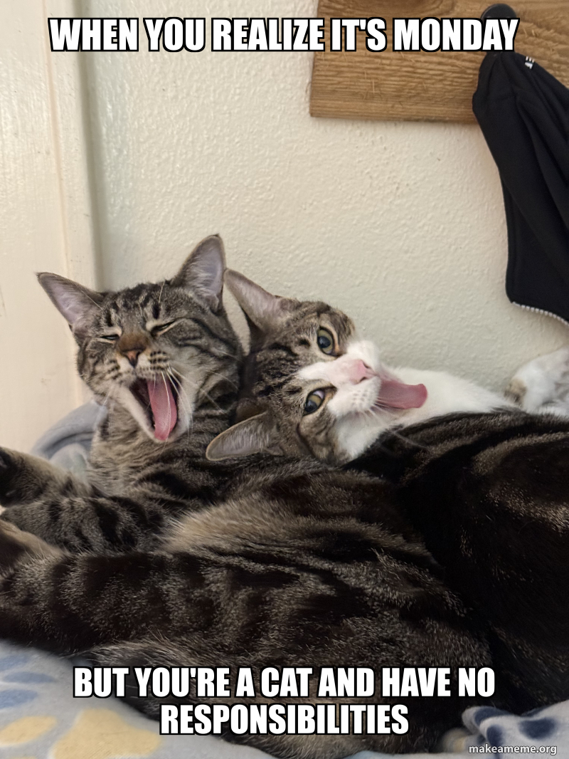 When you realize it's Monday but you're a cat and have no ...