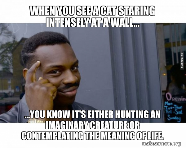 When you see a cat staring intensely at a wall... ...you know it's ...