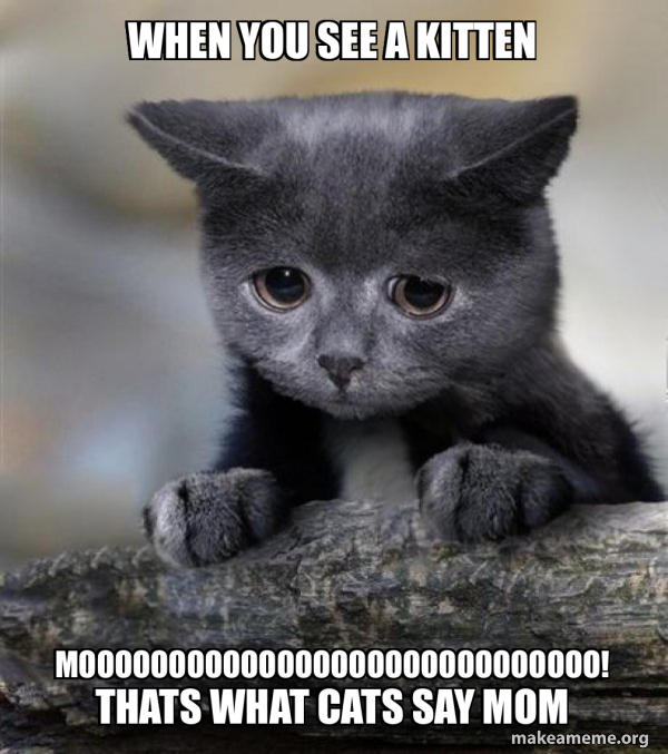 when you see a kitten mooooooooooooooooooooooooooooo! thats what cats ...
