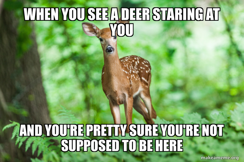 When you see a deer staring at you And you're pretty sure you're not ...