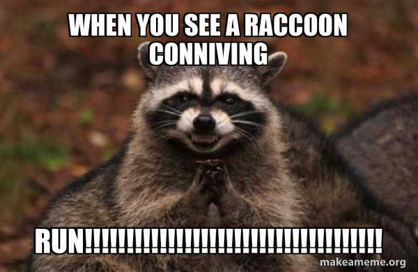 When you see a raccoon conniving RUN ...