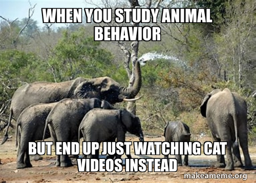 When you study animal behavior But end up just watching cat videos ...