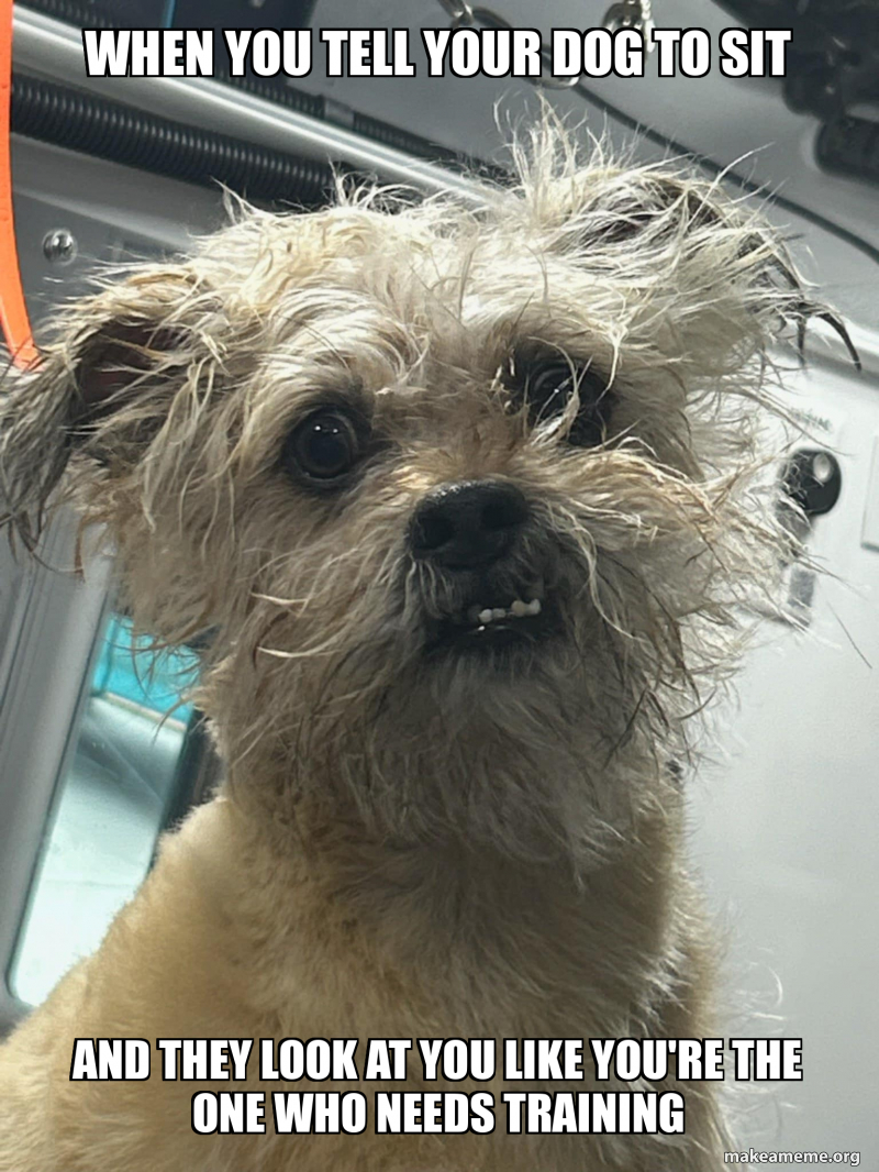 When you tell your dog to sit And they look at you like you're the one ...