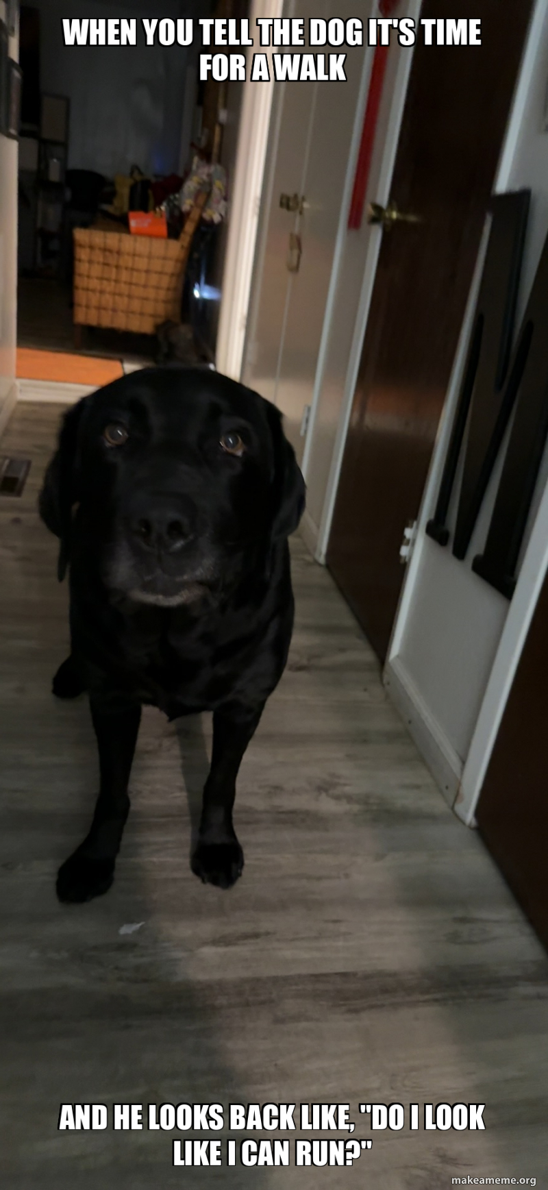 When you tell the dog it's time for a walk And he looks back like, "Do ...