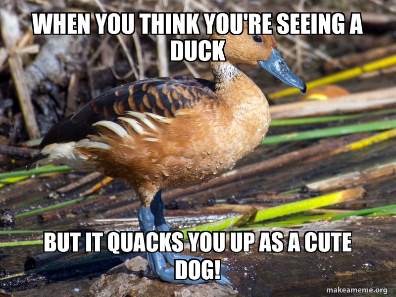 When you think you're seeing a duck But it quacks you up as a cute dog ...