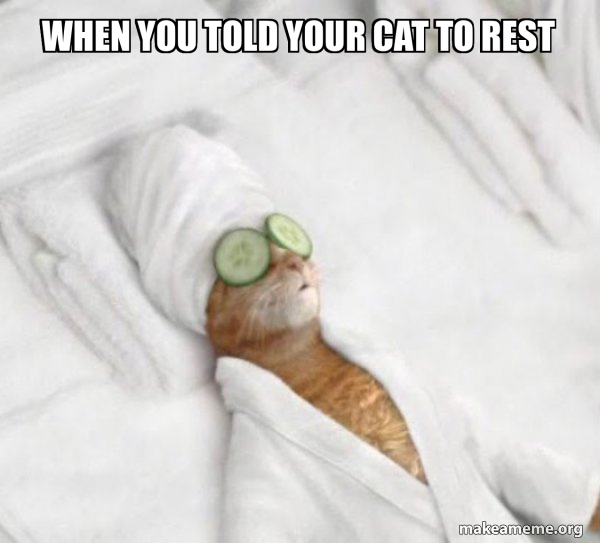 when you told your cat to rest - Pampered Cat Meme | Make a Meme