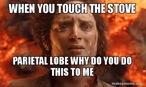 When you touch the stove Parietal lobe why do you do this to me - Frodo ...