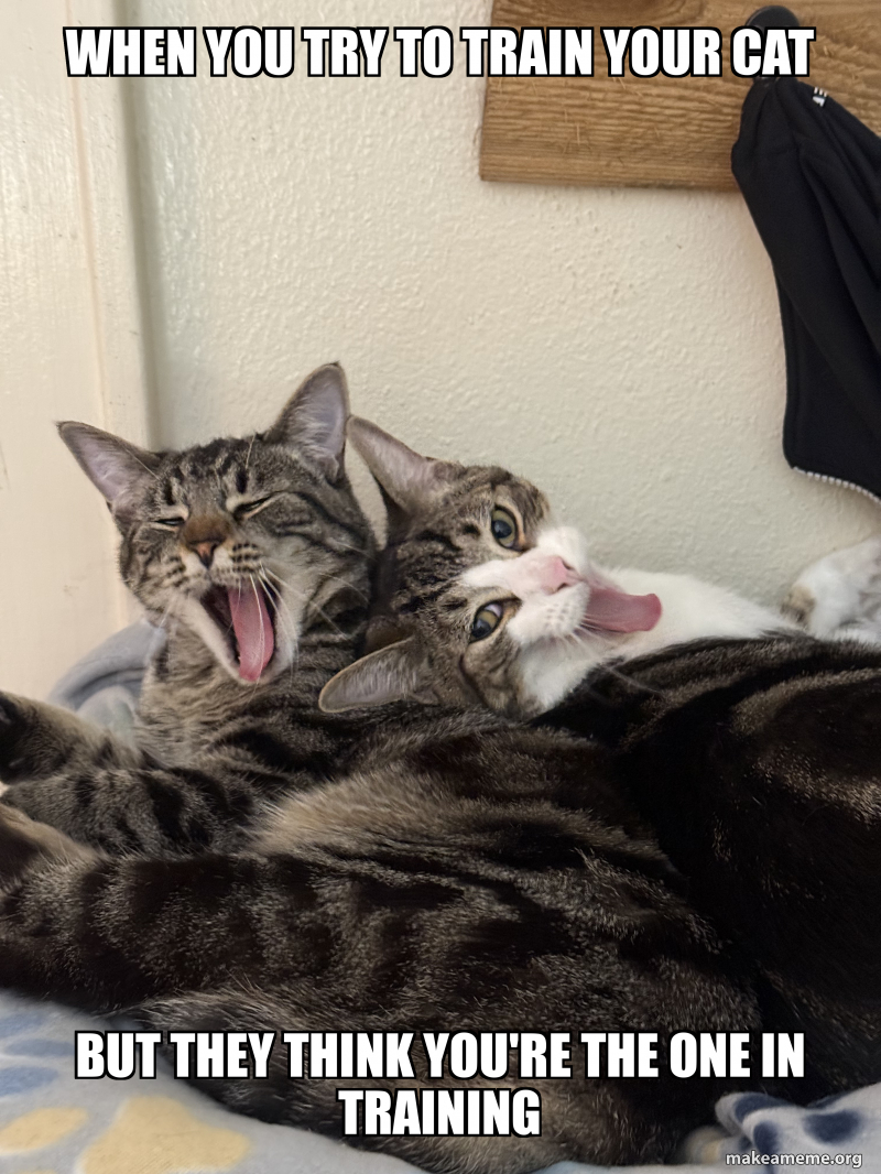 When you try to train your cat But they think you're the one in ...