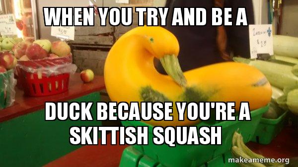 when you try and be a duck because you're a skittish squash - Gourd ...