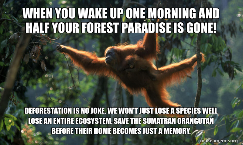 when you wake up one morning and half your forest paradise is gone ...