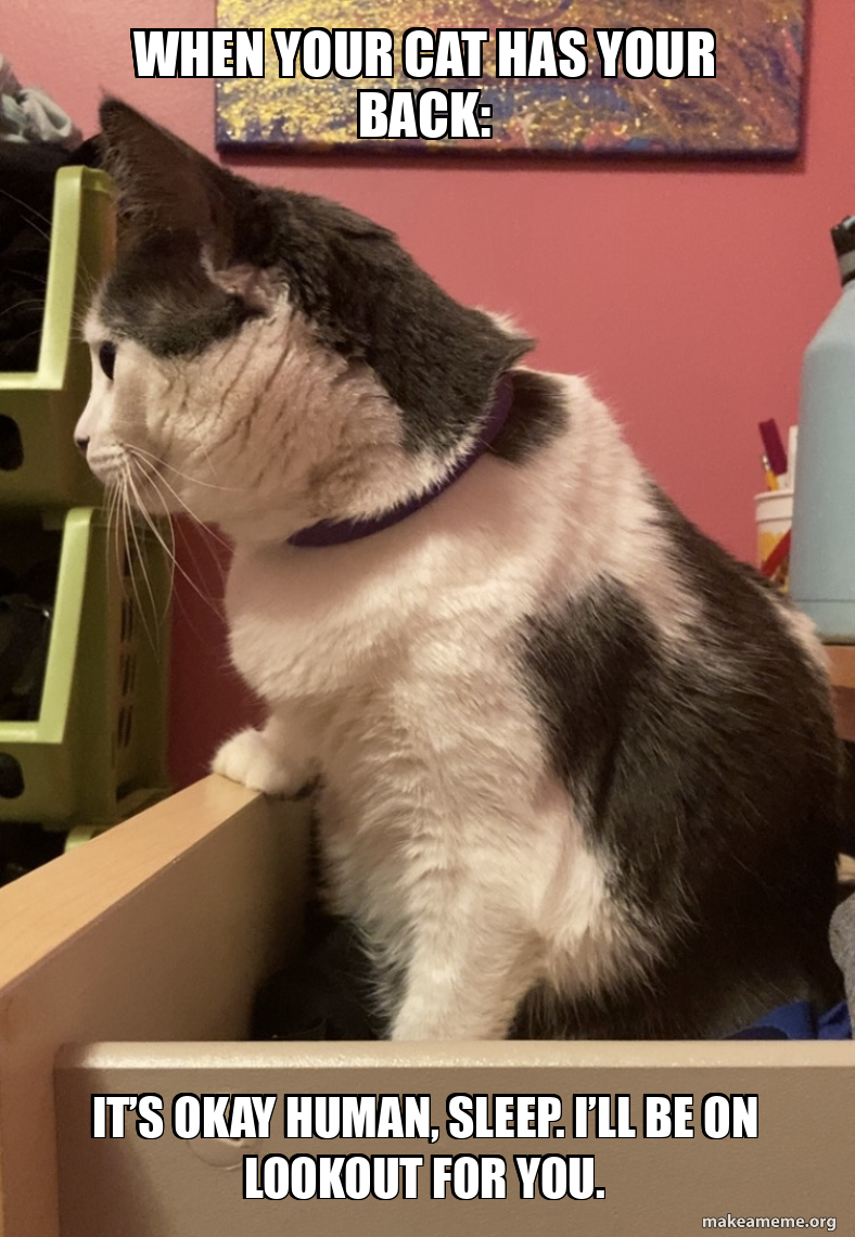 When your cat has your back: it’s okay human, sleep. I’ll be on lookout ...