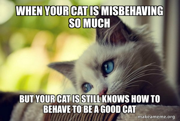 When your cat is misbehaving so much But your cat is still knows how to behave to be a good cat ...